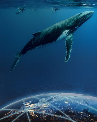 Mohawk Flooring - Home