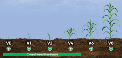 Corn Herbicides | Corteva Agriscience