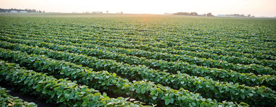 Welcome to Enlist.com | Enlist weed control system