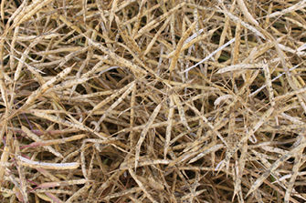 Traits | Brevant seeds