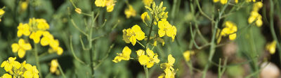 Canola | Corteva Agriscience