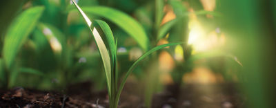 Home | Brevant seeds