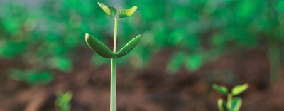 Home | Brevant seeds