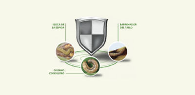 Tecnología Leptra | Corteva Agriscience