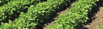 Soybeans | Brevant seeds™