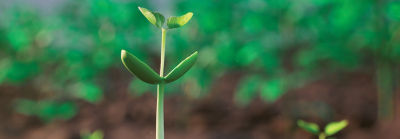 About Brevant seeds | Brevant seeds™