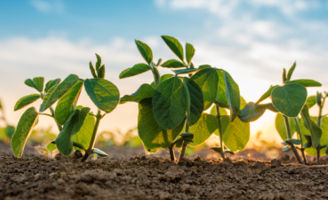 Soybeans | Brevant seeds™