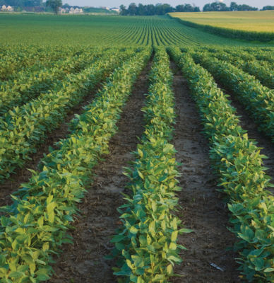 Soybeans | Brevant seeds™