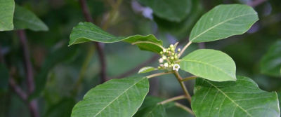 Invasive Watch: Common and Glossy Buckthorn