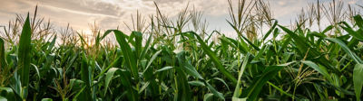 Corn Herbicides | Corteva Agriscience