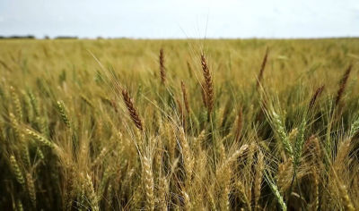 Quelex® Herbicide — Crop Protection