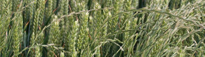Ryegrass | Corteva Agriscience