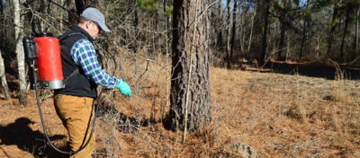 Keep on treating this fall using basal bark applications | Corteva ...