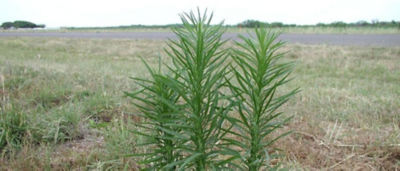 Invasive Watch: Marestail | Corteva Agriscience