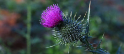 Invasive Watch: Scotch thistle
