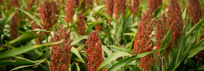 Sorghum Hybrids | Pioneer Seeds