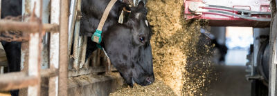 Corn Silage | Pioneer Seeds