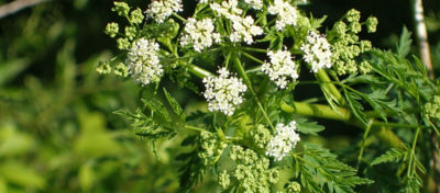 How to Identify and Treat Poison Hemlock | Corteva Agriscience