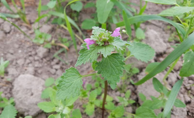 Arylex™ Active | Corteva Agriscience