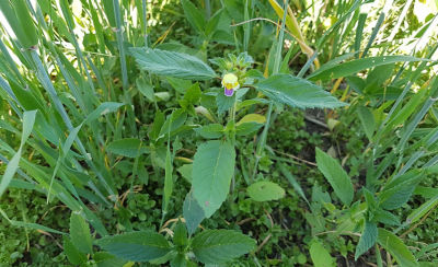 Arylex™ Active | Corteva Agriscience