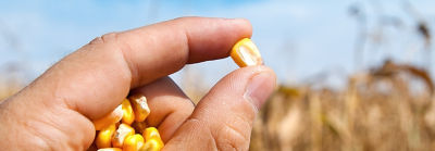 Traits | Brevant seeds