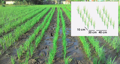 Kombinasi Budi Daya Padi Sawah dengan Itik