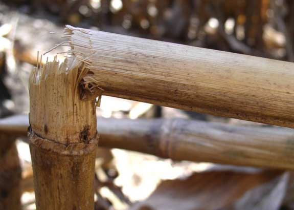 Common Stalk Rots of Corn | Pioneer Seeds