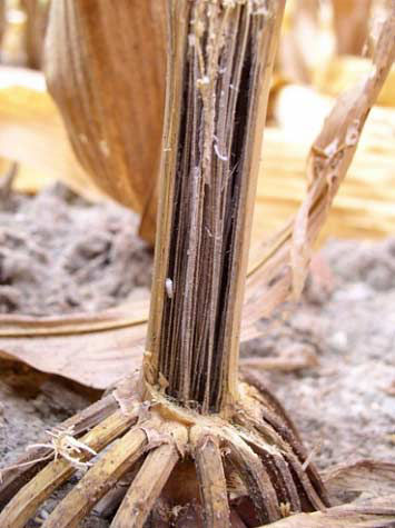 Common Stalk Rots of Corn | Pioneer Seeds