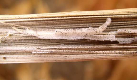 Common Stalk Rots of Corn | Pioneer Seeds