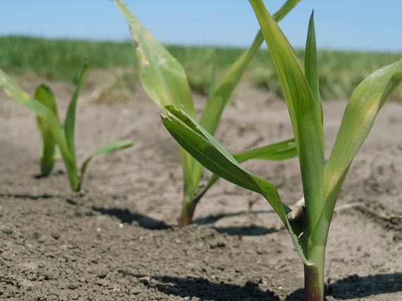 Water and Nutrient Uptake During the Corn Growing Season | Pioneer Seeds