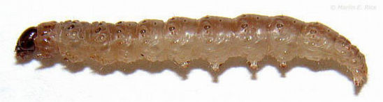 Common Stalk Borer | Corn | Pioneer