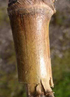 Common Stalk Rots of Corn | Pioneer Seeds