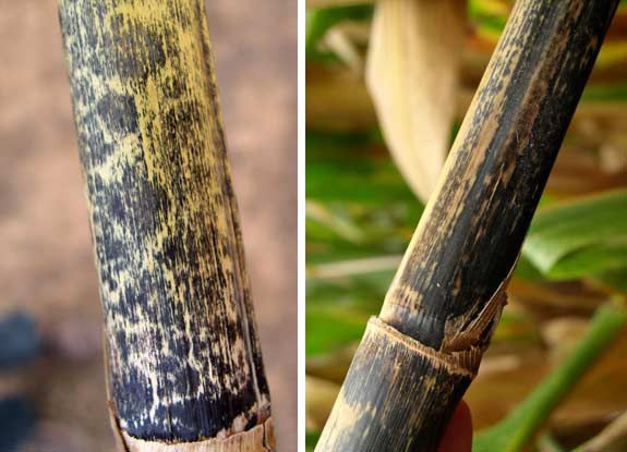 Common Stalk Rots of Corn | Pioneer Seeds