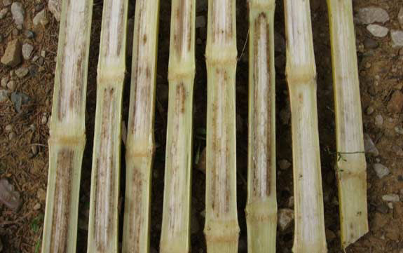 Common Stalk Rots of Corn | Pioneer Seeds