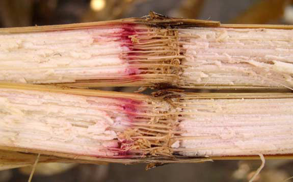 Common Stalk Rots of Corn | Pioneer Seeds