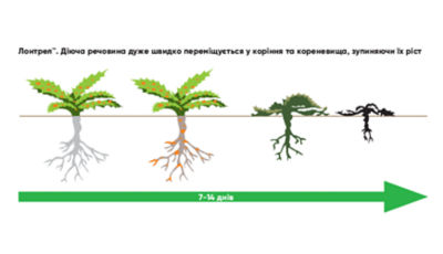 Лонтрел™ 300 | Захист рослин | Corteva Agriscience