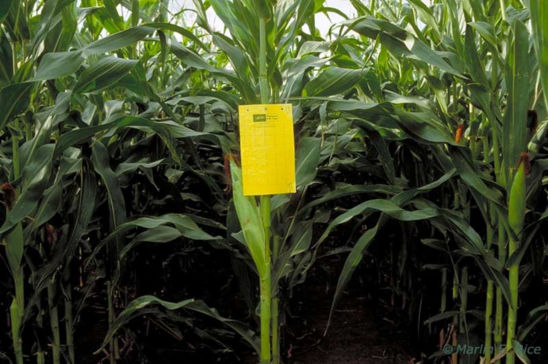Scouting for Corn Rootworm Beetles with Sticky Traps | Pioneer Seeds