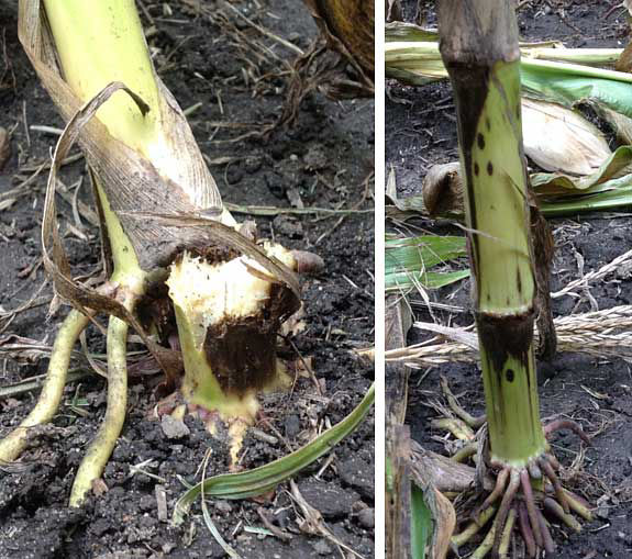 Common Stalk Rots of Corn | Pioneer Seeds