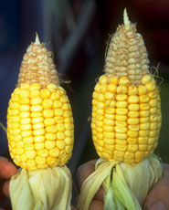 Corn Grain Yield in Relation to Stress During Ear Development | Pioneer ...