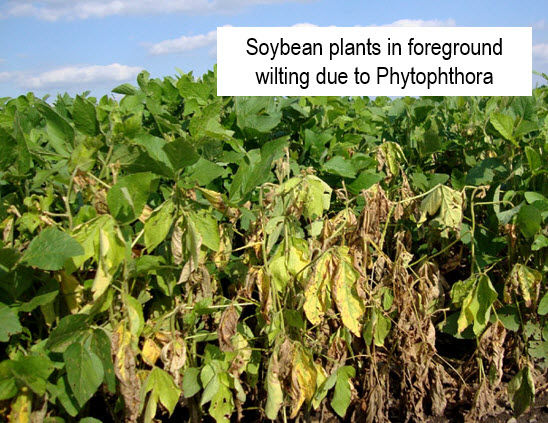 Phytophthora Root Rot | Pioneer Seeds