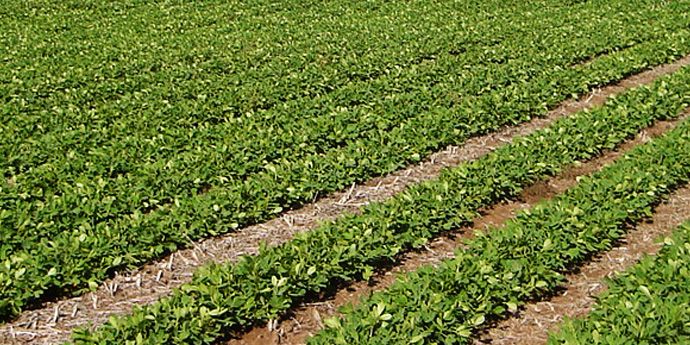 Manual del Cultivo de Mani - pdf gratis - Libros Gratis - Agronomia ...